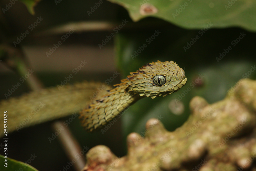 Rough-scaled bush viper, also known as spiny or hairy bush viper in its ...