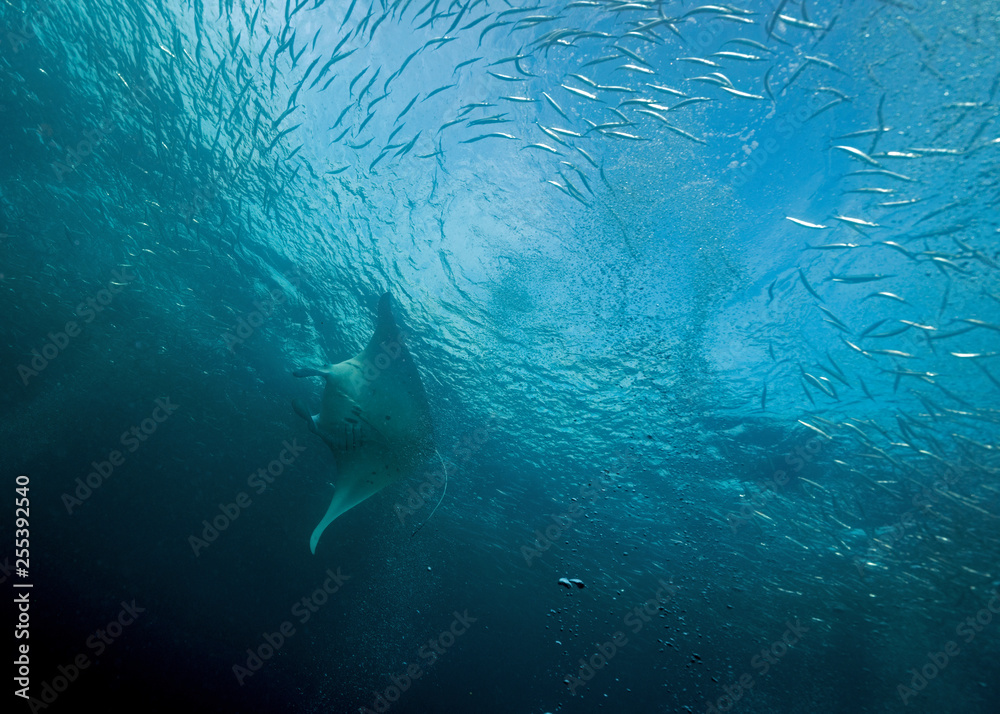 Manta Rays feed and clean in German Channel dive site of Palau's Rock ...