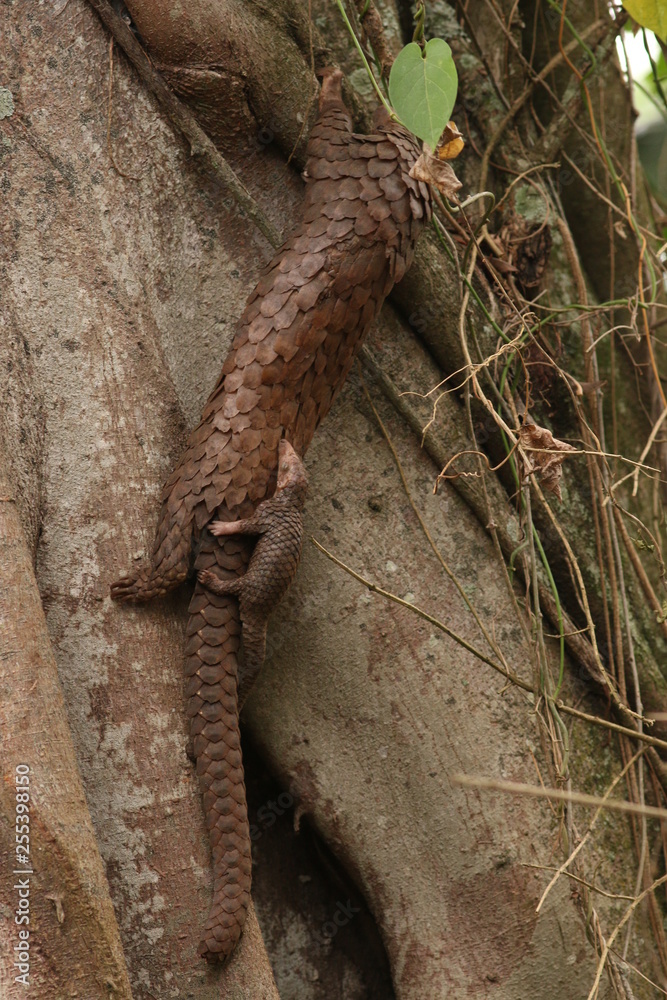 Female of the tree pangolin with a baby climbing the tree. The species ...