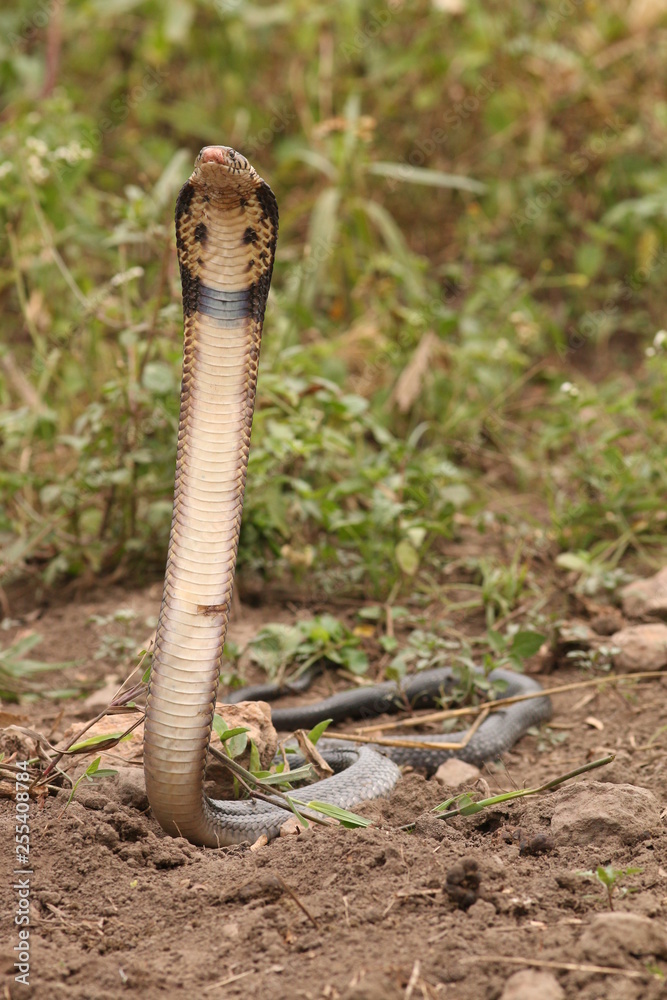 Brown forest cobra, a highly venomous species showing warning behavior ...
