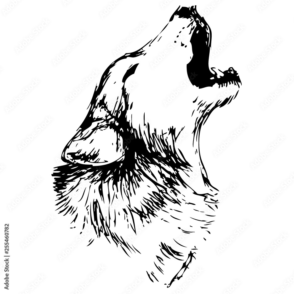 Wolf vector illustration. Hand drawn isolated on white background Stock ...