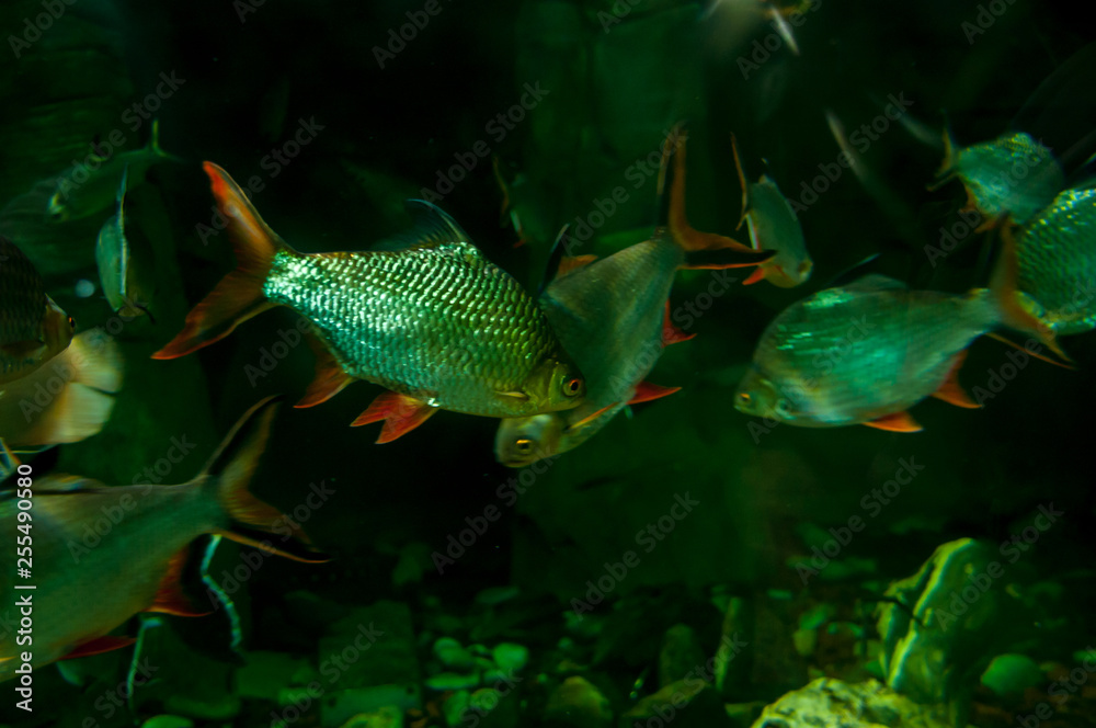 Fish Red-tailed barb (Barbonymus altus) in a large aquarium Stock Photo ...