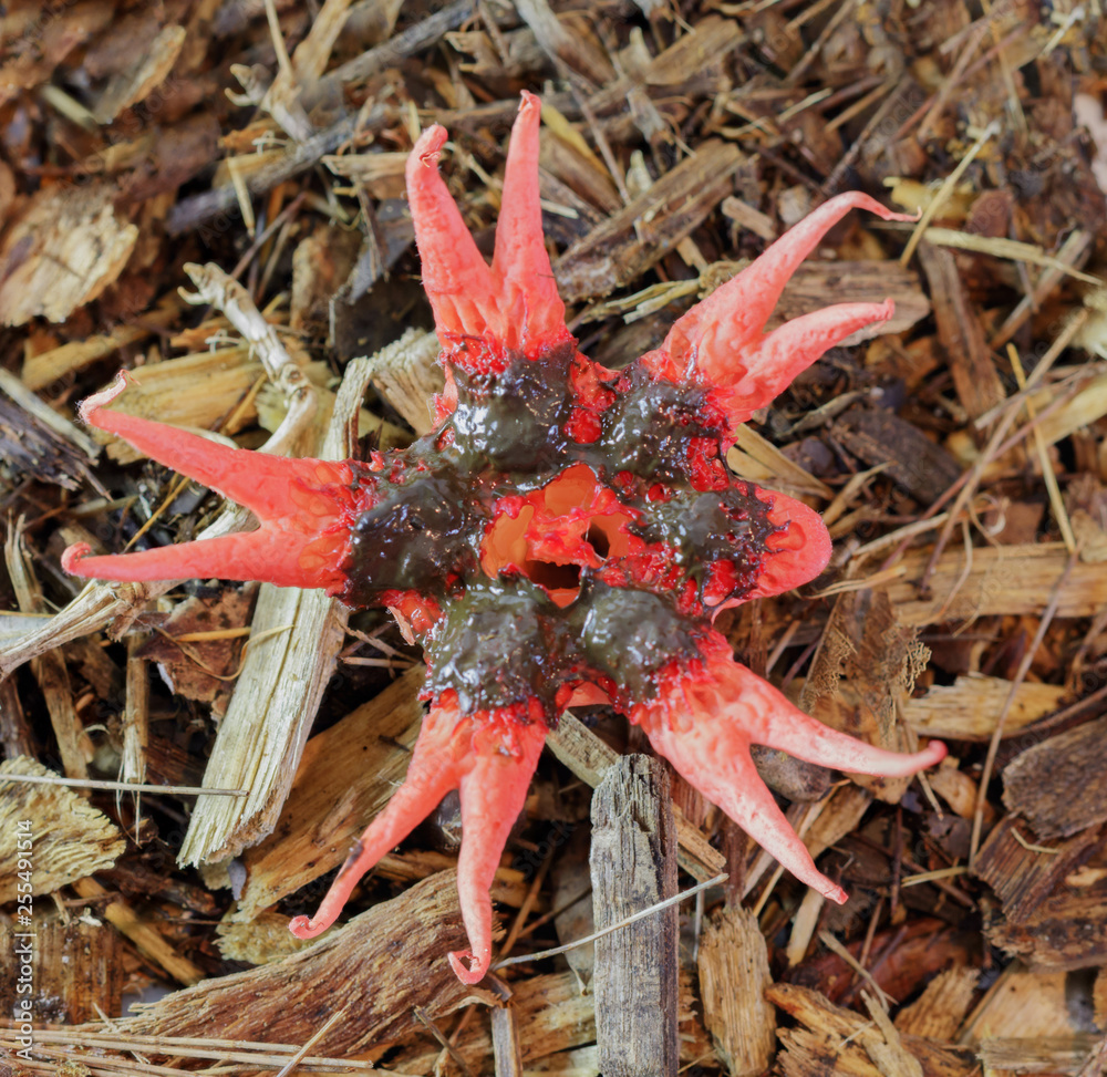 Anemone Stinkhorn or Starfish Fungus (Asero rubra) on woodchips ...
