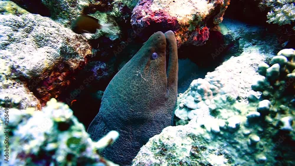 Moray eels are the only known animals that use pharyngeal jaws to ...