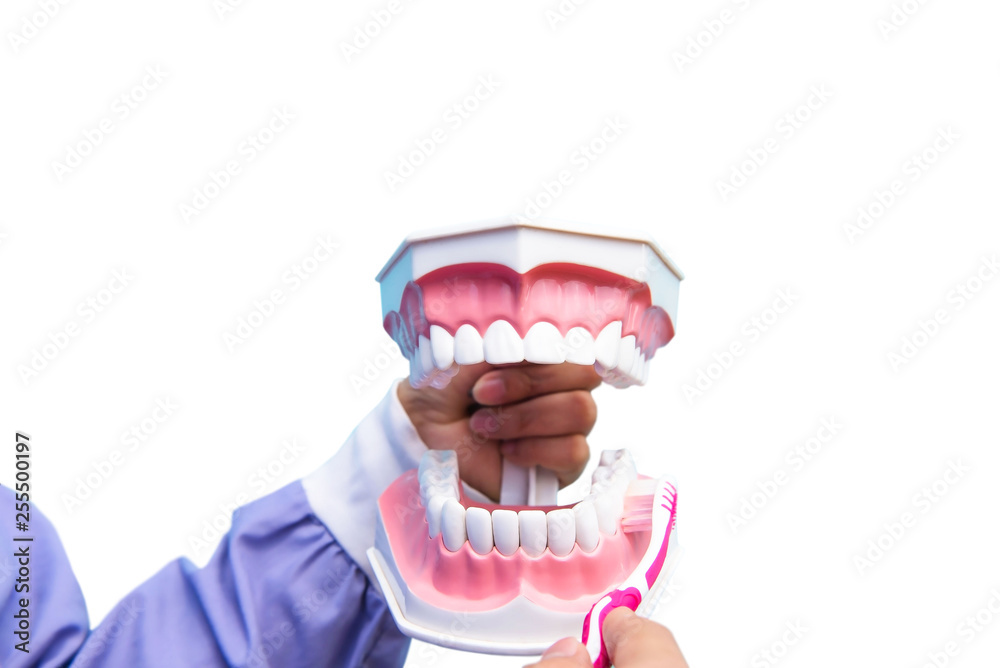 The dental model is used to teach how to brush the teeth properly by ...