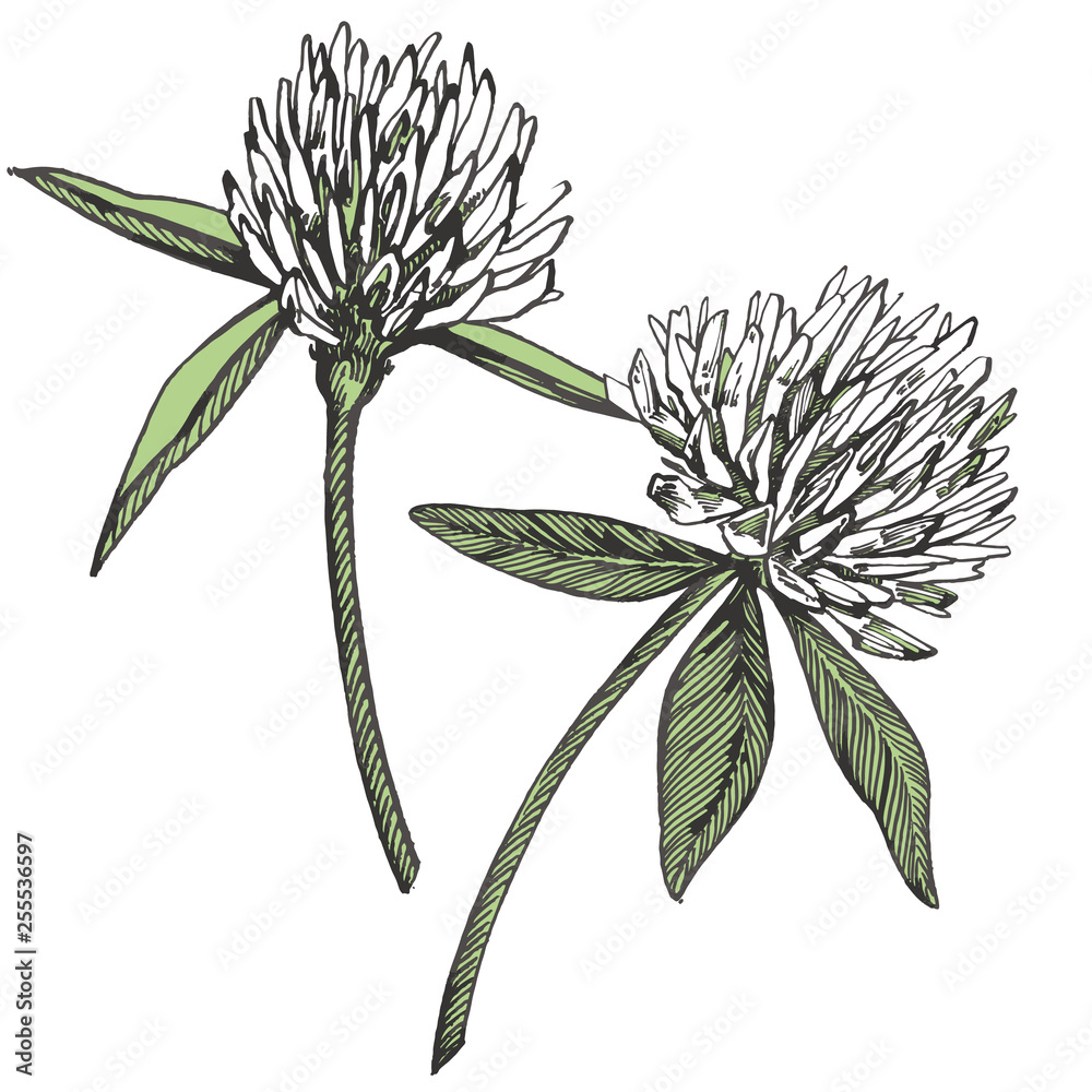 Clover set. Isolated wild plant and leaves on white background. Herbal ...