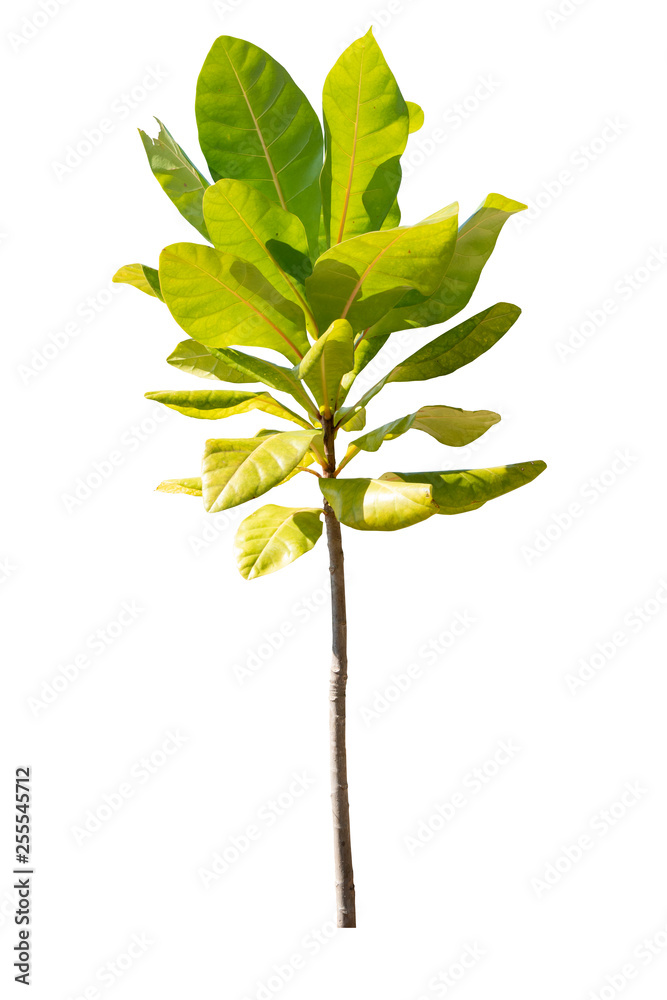 Young or seedling tree Avicennia alba plants used to grow in the ...