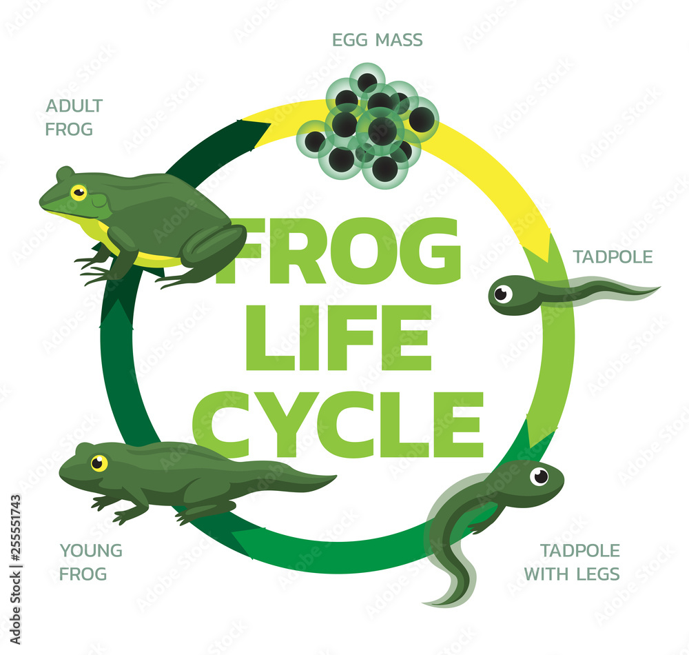 Frog Life Cycle Cartoon Cute Vector Illustration Set Stock Vector ...