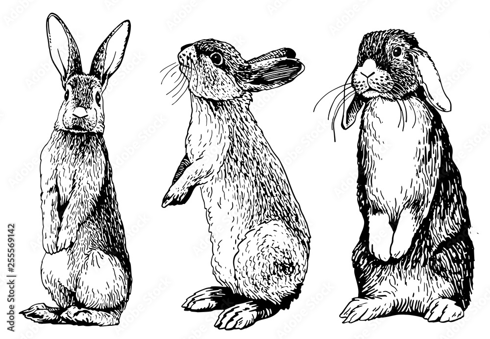 Graphical set of rabbits isolated on white background,vector ...