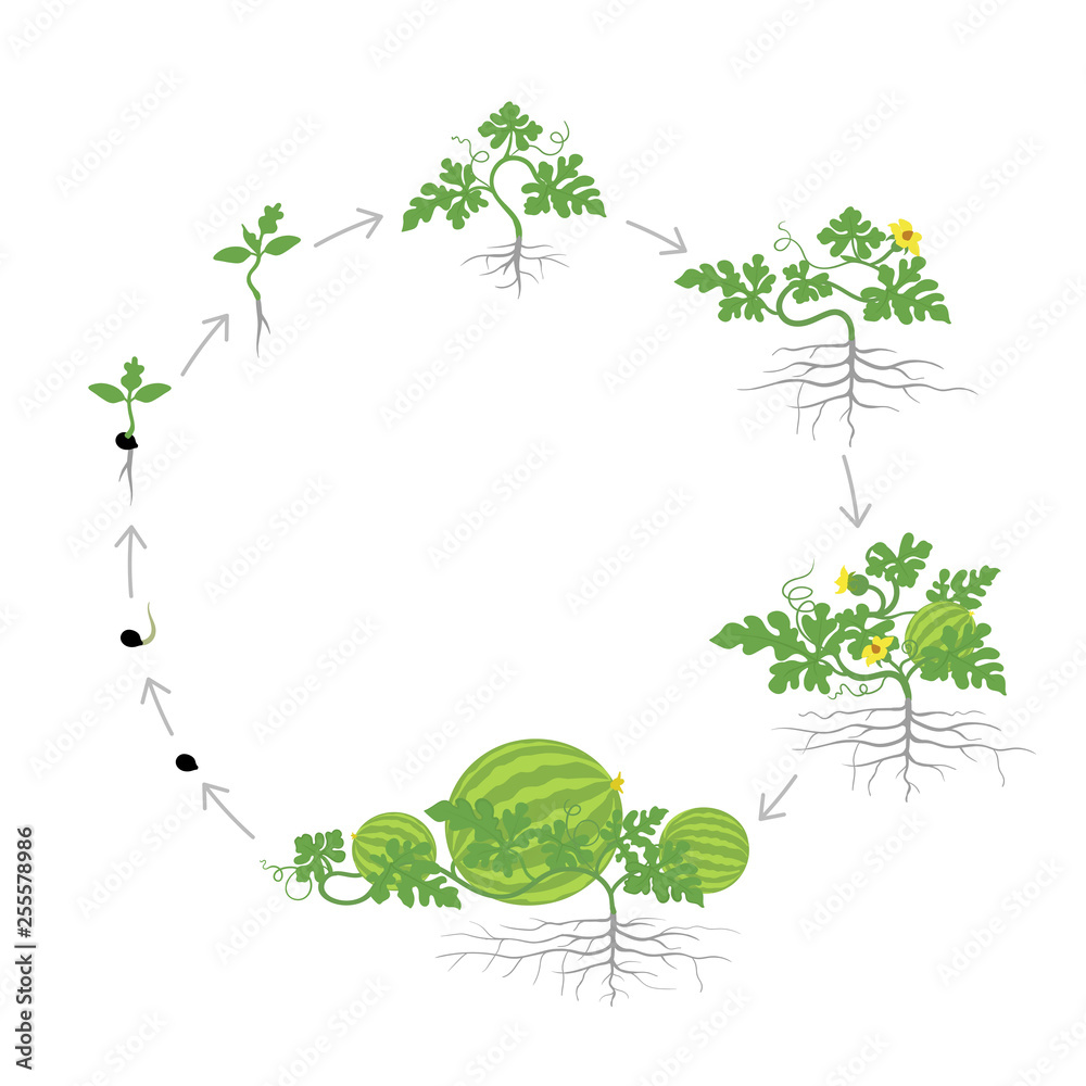 Watermelon Seed Life Cycle at Ona Prouty blog