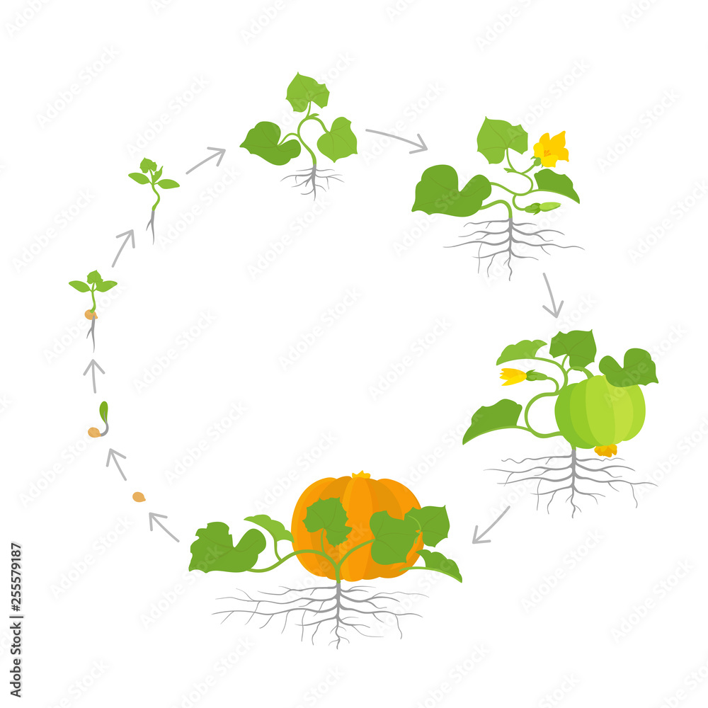 Crop of pumpkin plant. Circular round growth stages. Vector ...