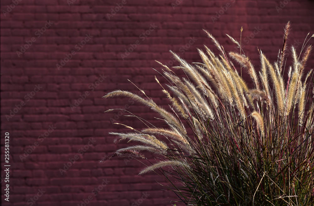 tall feathered grass with brick building background Stock Photo | Adobe ...