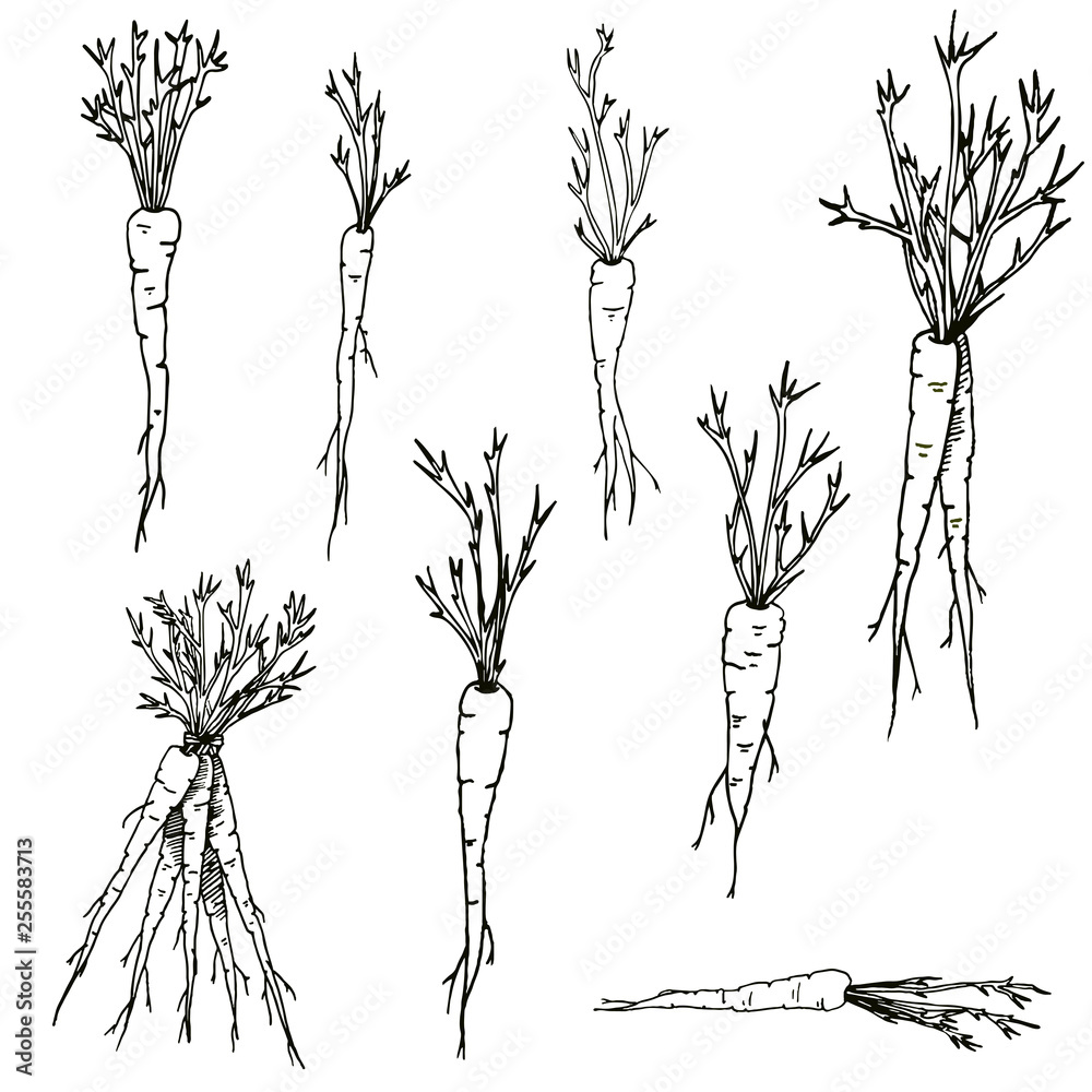 Carrot Life Cycle Clipart Set Download, 56% OFF