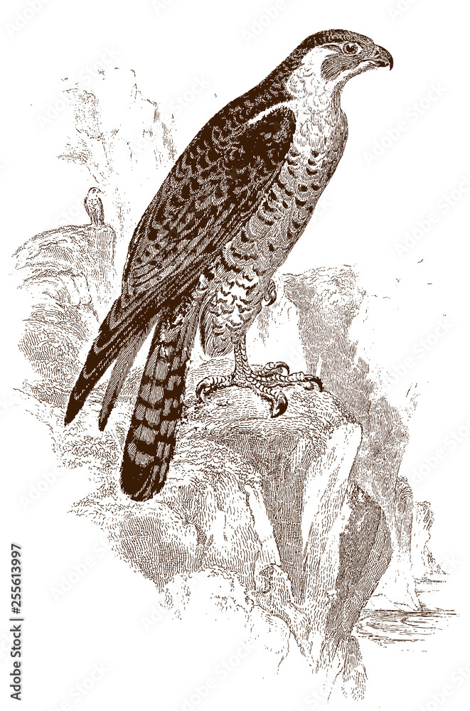 Peregrine falcon (falco peregrinus) in side view, sitting on a rock by ...