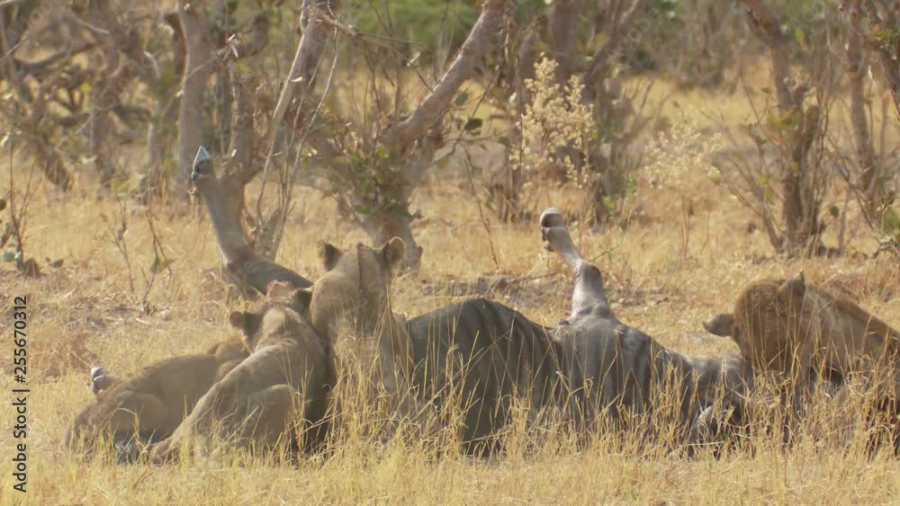 Lioness clamps down on the throat of a wildebeest so her cubs can eat ...