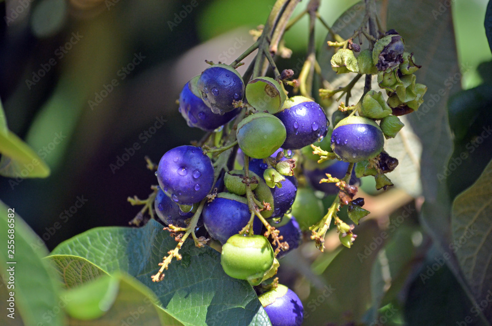 Branch laden with purple blue fruits of the Australian native White ...