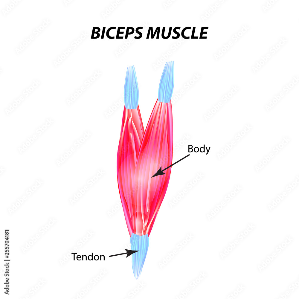 The structure of skeletal muscle. Biceps muscle. Tendon. Infographics ...