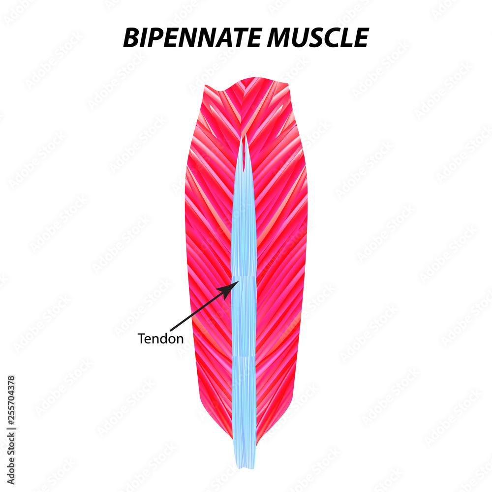 Unipennate Muscle Examples The Problem With Skeletal Muscle Series