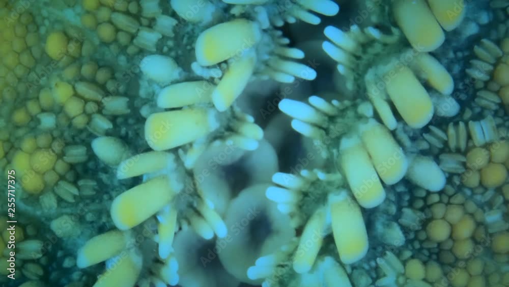 Detail of starfish is hides water vascular system for locomotion ...