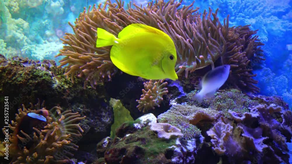 Underwater landscape. Tropical fish in an aquarium on the background of ...