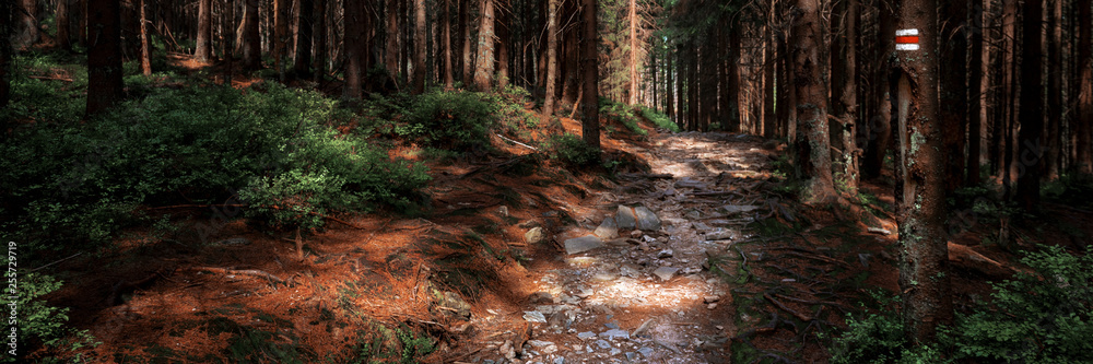 Hiking trail sign mark painted on a tree. Path leading trough the ...