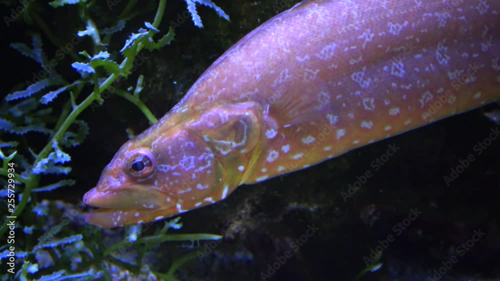 The common ling (Molva sp.) and Sarcophyton sp. in the marine aquarium ...
