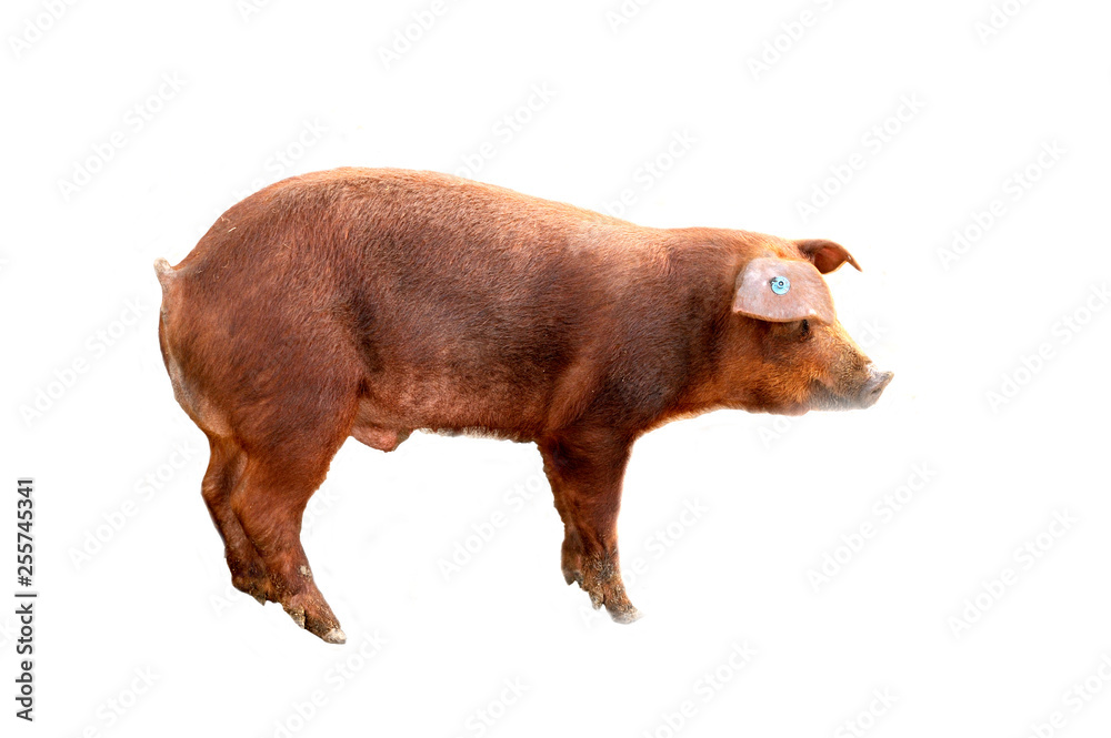 Red-haired Pig Duroc poses in studio. Isolated on white background ...
