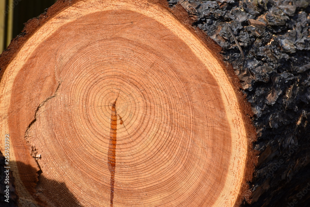 Tree slice with tree rings - can be used as a background Stock Photo ...