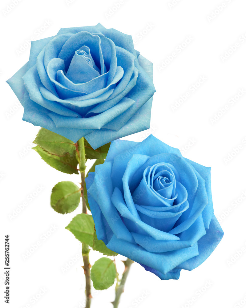 Blue Roses White Background