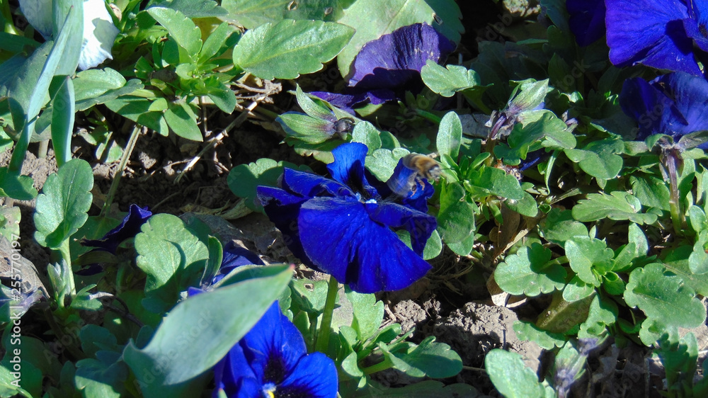 flores e insectos hermosos Stock Photo | Adobe Stock