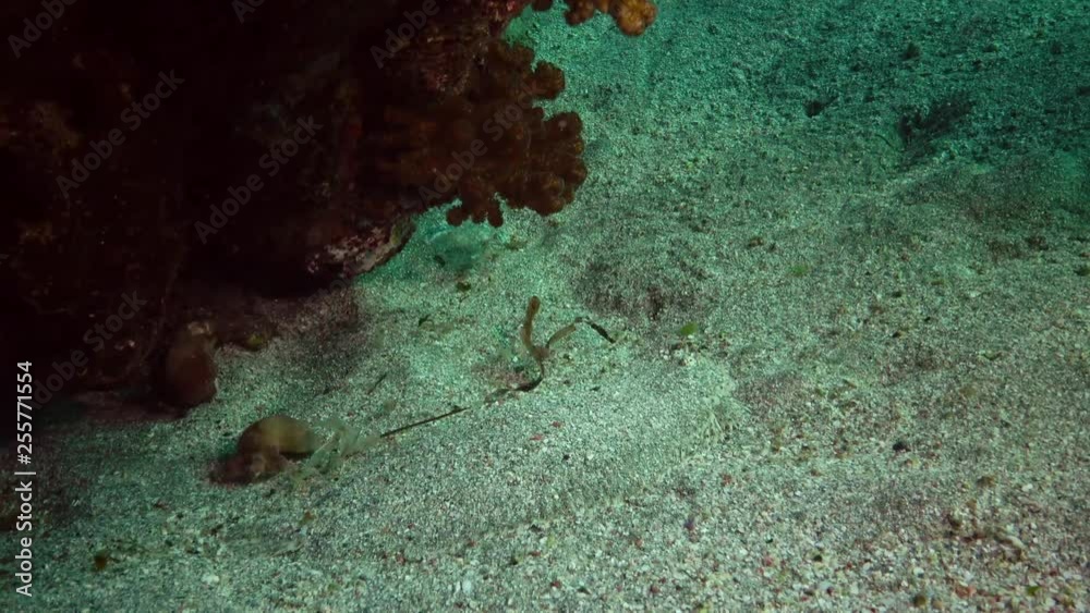 Moses sole (Pardachirus marmoratus). Fish buried in the sand ...