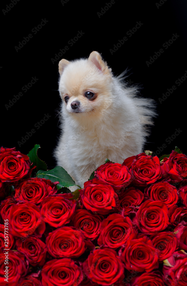 Cute Puppies With Roses