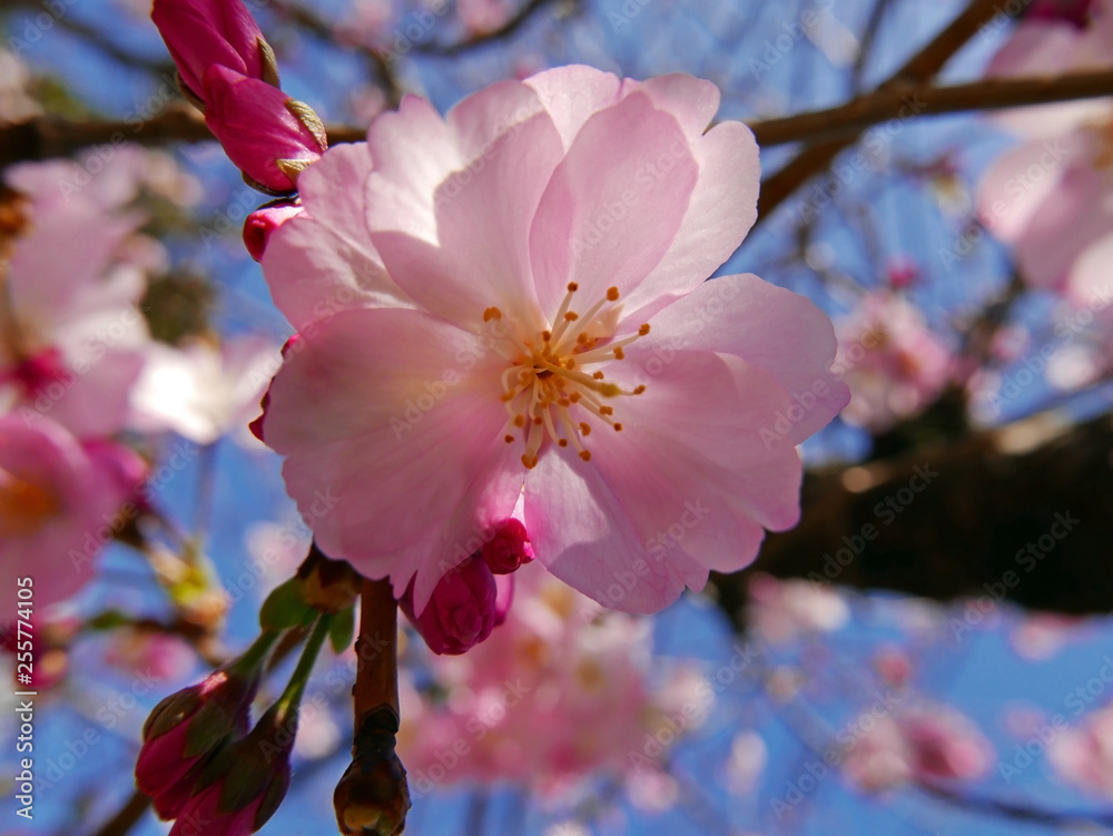 rami di pesco fioriti in primavera Stock Photo | Adobe Stock