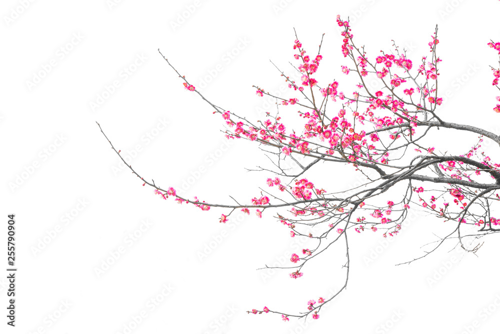 Plum Blossom (Prunus mume) in early spring. Isolated on White ...