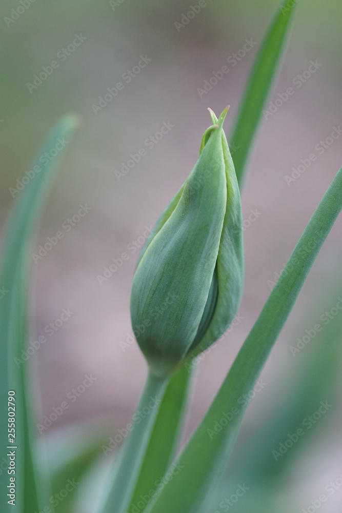 Makroaufnahme einer Knospe einer grünen Tulpe mit Bokeh Hintergrund ...