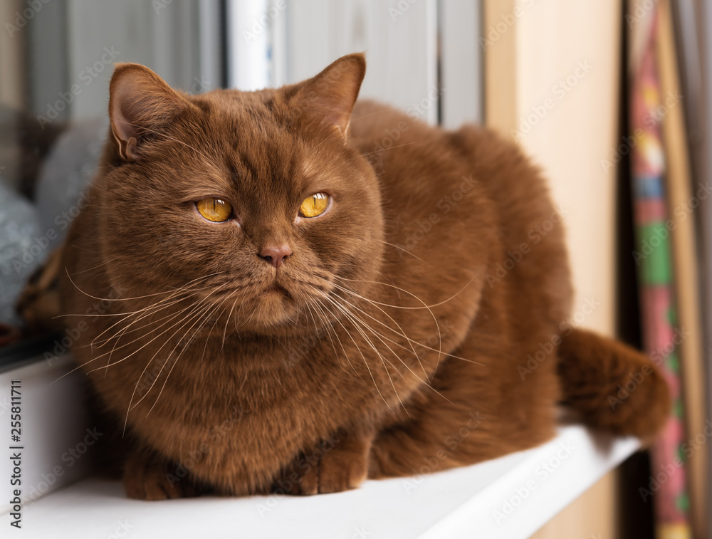 Portrait of British short hair brown cat, The cat is sitting on the ...