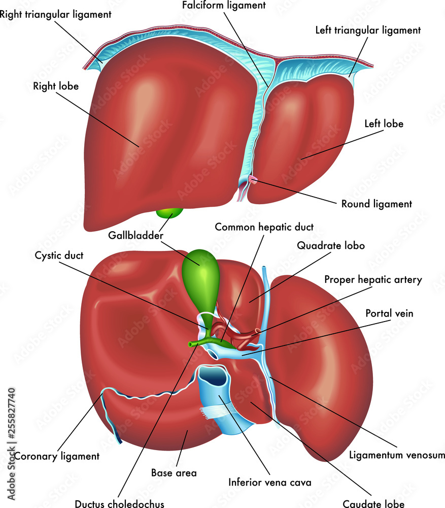 Medical illustration showing the anatomy of the liver with descriptions ...
