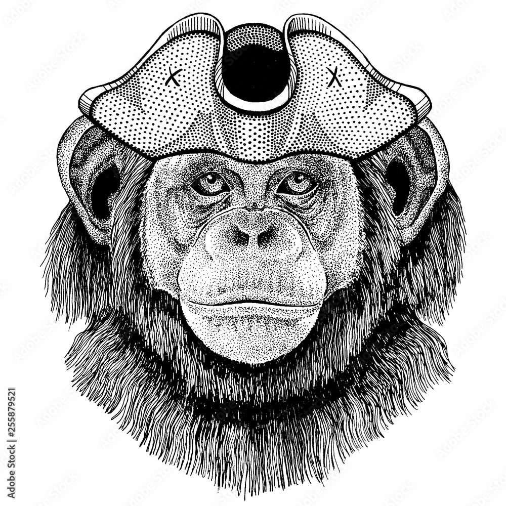 Chimpanzee, Monkey wearing pirate tricorn hat. Capitan costume. Stock ...
