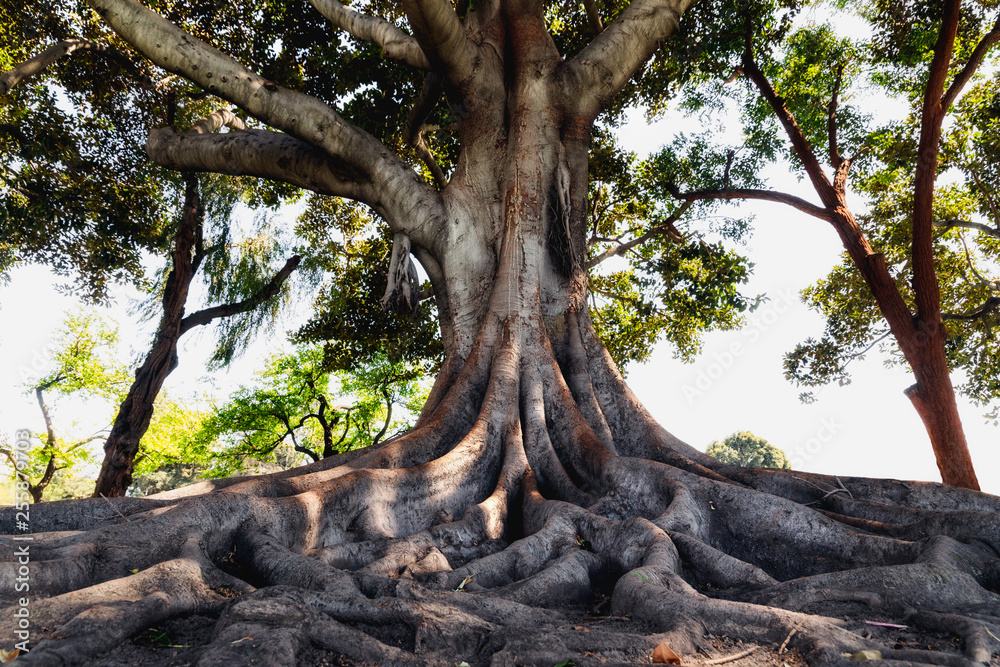 Tree roots, Moreton Bay Fig, Los Angeles, California Stock Photo ...