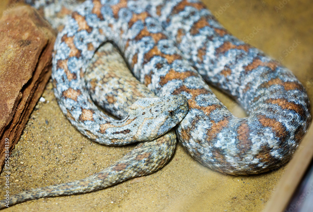 Turan blunt-nosed viper. This is a large snake, the length of its body ...