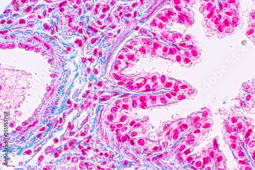 Concept of Education anatomy and Human lung tissue under microscope ...