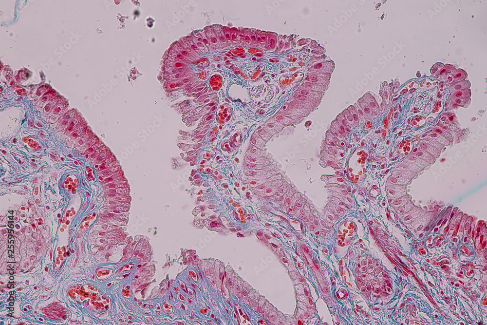Education anatomy and Histological sample Simple columnar epithelium ...