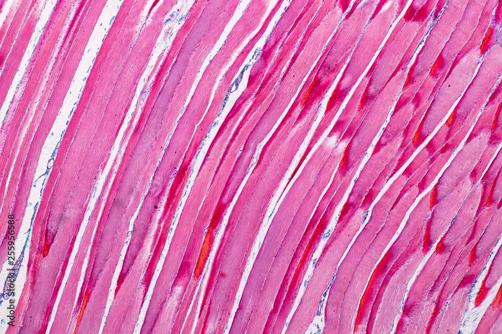 Education anatomy and Histological sample Striated (Skeletal) muscle of ...