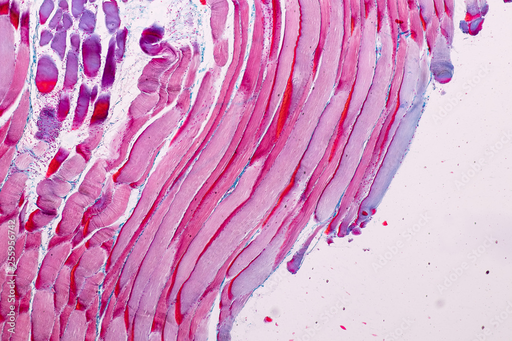Education anatomy and Histological sample Striated (Skeletal) muscle of ...