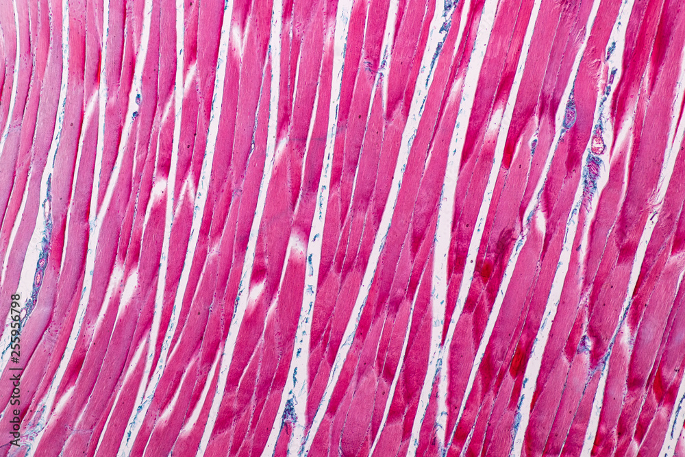 Education anatomy and Histological sample Striated (Skeletal) muscle of ...