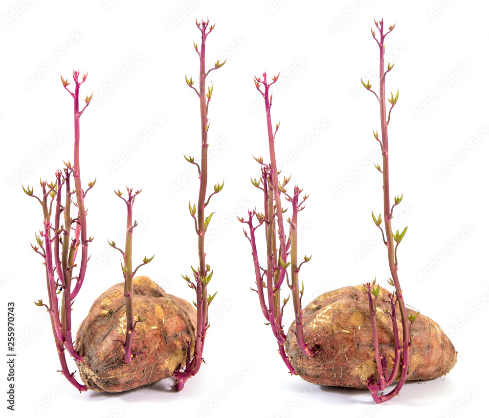 It is two of Sweet potato sprout isolated on white background.Red sweet ...