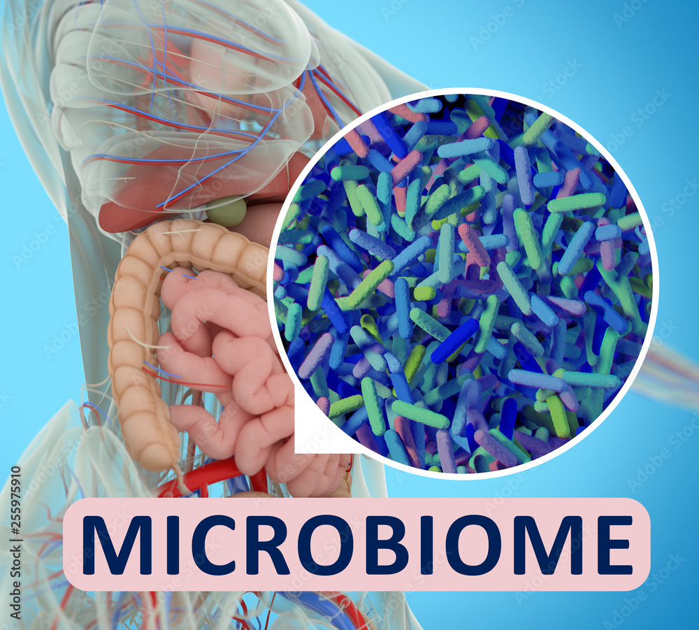 Gut bacteria microbiome microscopic illustration. 3D illustration. 3D ...