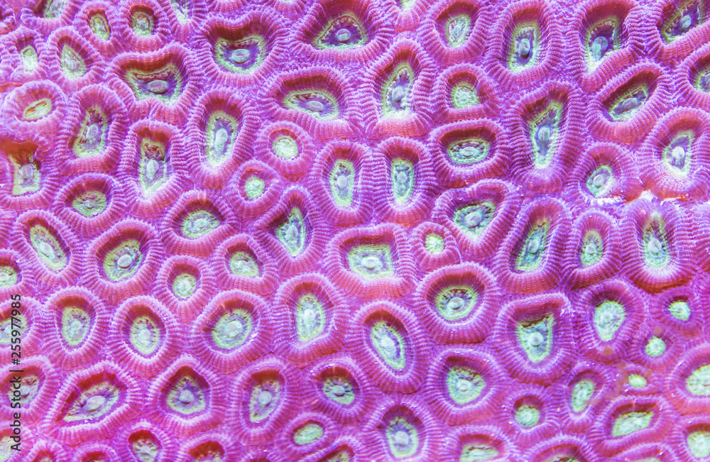 Coral Texture