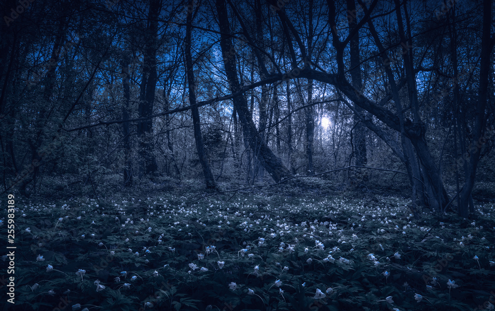 Majestic spring forest in a moon light Stock Photo | Adobe Stock