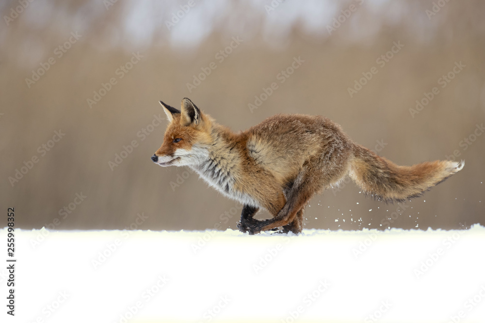 Red fox (Vulpes vulpes) is the largest of the true foxes and one of the ...